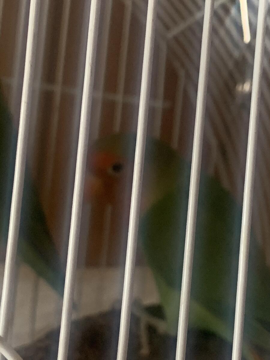 Lovers Birds in Franklin Park Illinois hoobly