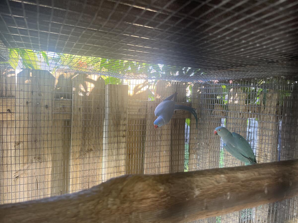 Birds Ring Neck in Miami Florida hoobly