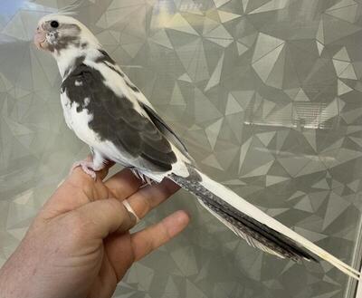 United States Cockatiel Classifieds - Hoobly