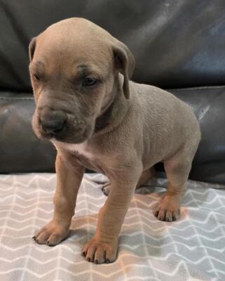 United States Dogs and Puppies Classifieds - Hoobly