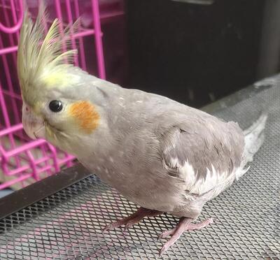 United States Cockatiel Classifieds - Hoobly