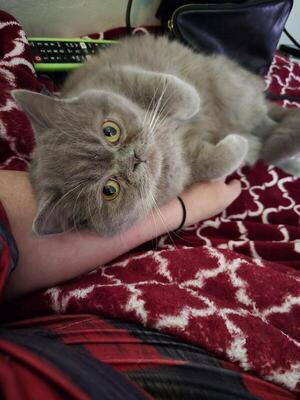 Oregon Pets and Animals Classifieds results for "persian" - Hoobly
