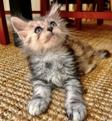 Massachusetts Cats and Kittens Classifieds - Hoobly