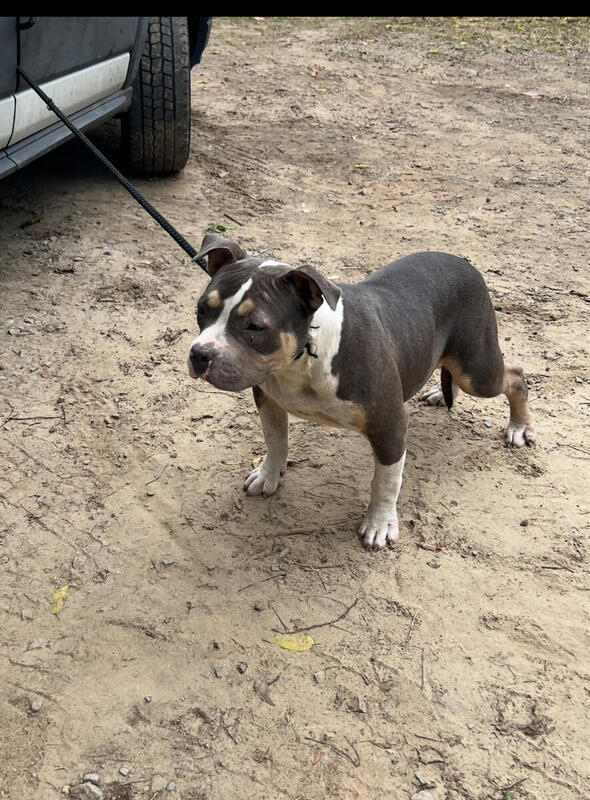 Abkc Reg 2x Grch Azari Daughter in Summerfield - Hoobly