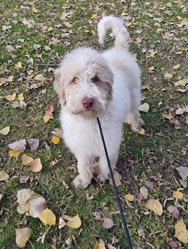 8 Mth Old Chocolate Mosaic Merle Doodle Pup in Mount Pleasant - Hoobly
