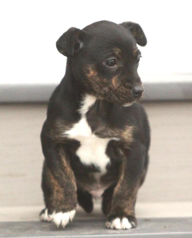 Minpin-jack Russell Pup's in Waterford - Hoobly