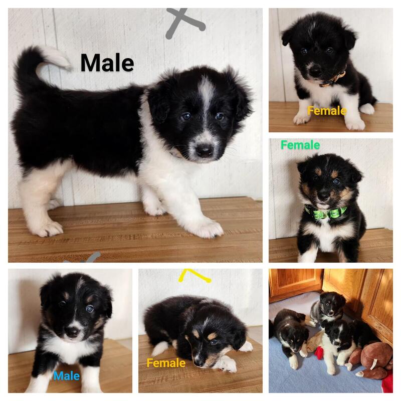 Collies in Jackson - Hoobly