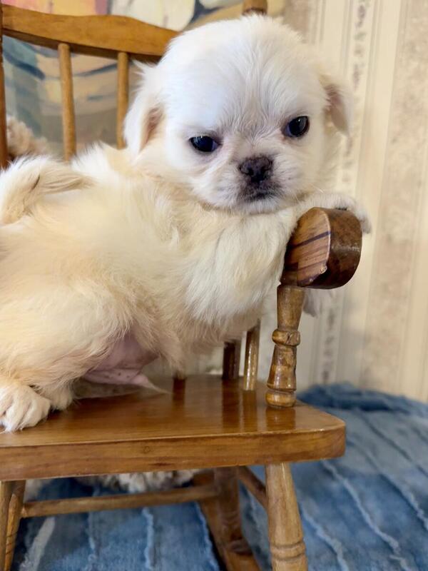 Cream Fluffy Male Pug in Glasgow - Hoobly