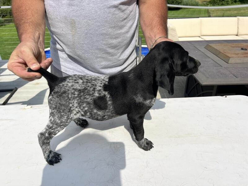 German Shorthair Pointer Akc Female in Oxford - Hoobly