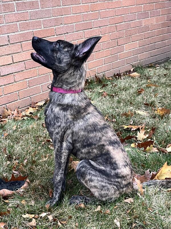 Dutch Shepherd Female 5months in Solon - Hoobly