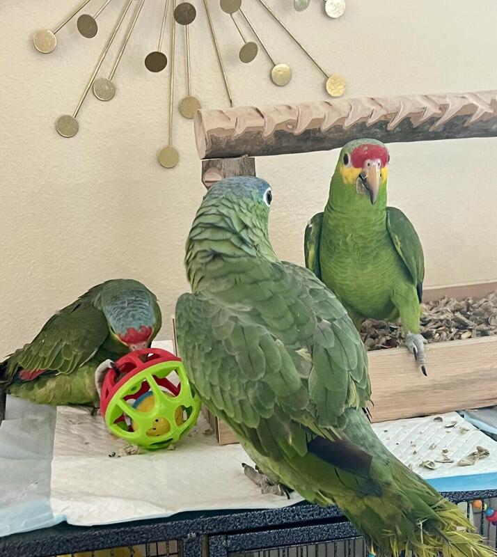 Mealy & Red Lored Amazon in Tavares - Hoobly