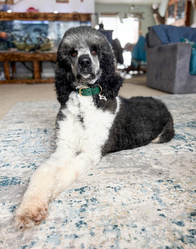 Intact Akc Standard Poodle Female In Heat in Edwardsburg - Hoobly
