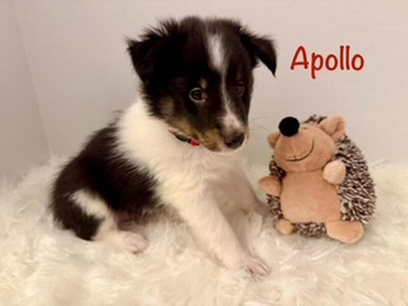 Akc Sheltie Puppy (shetland Sheepdog) - Male (apollo) in Alma - Hoobly